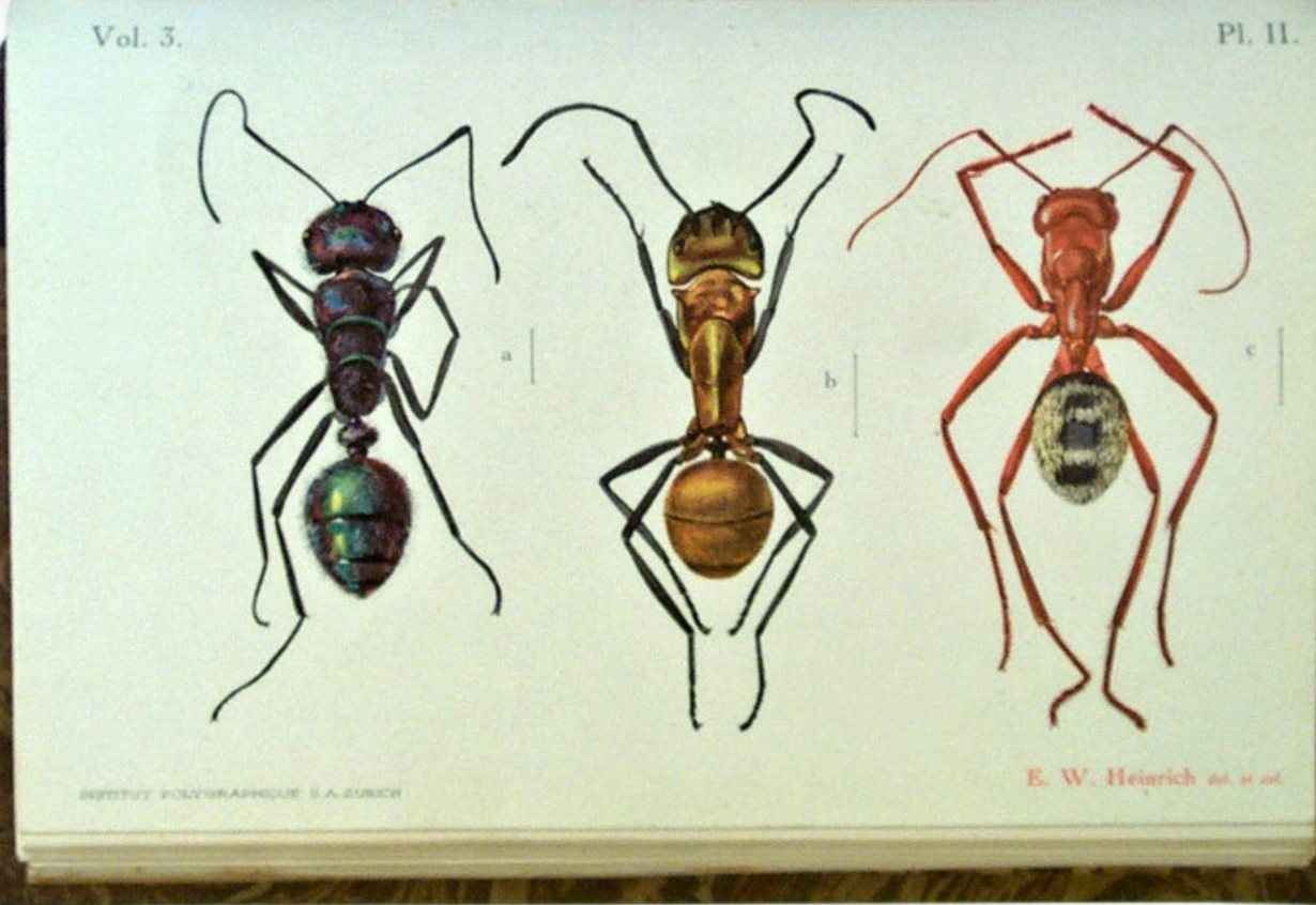 Figure 7 – Ants | BRANCH